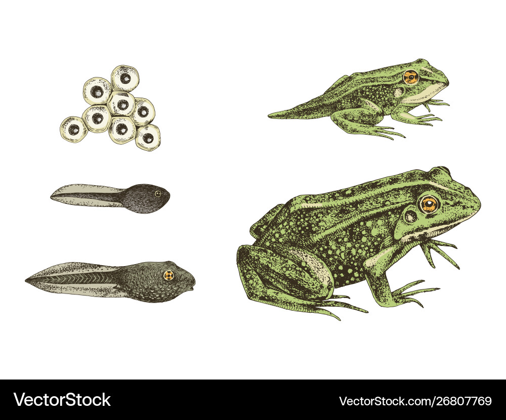 Hand drawn colorful frog metamorphosis Royalty Free Vector