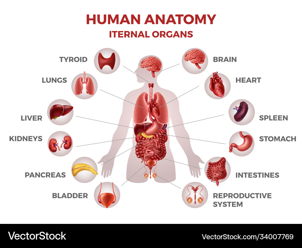 menschliche innere Organe Mann Körper anatomische medizinische Vektor Bild