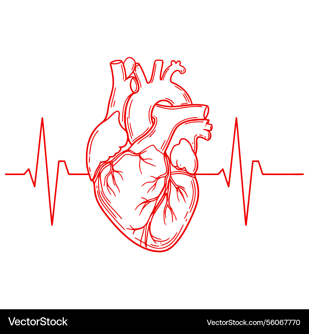 Anatomical human heart with ecg line Royalty Free Vector