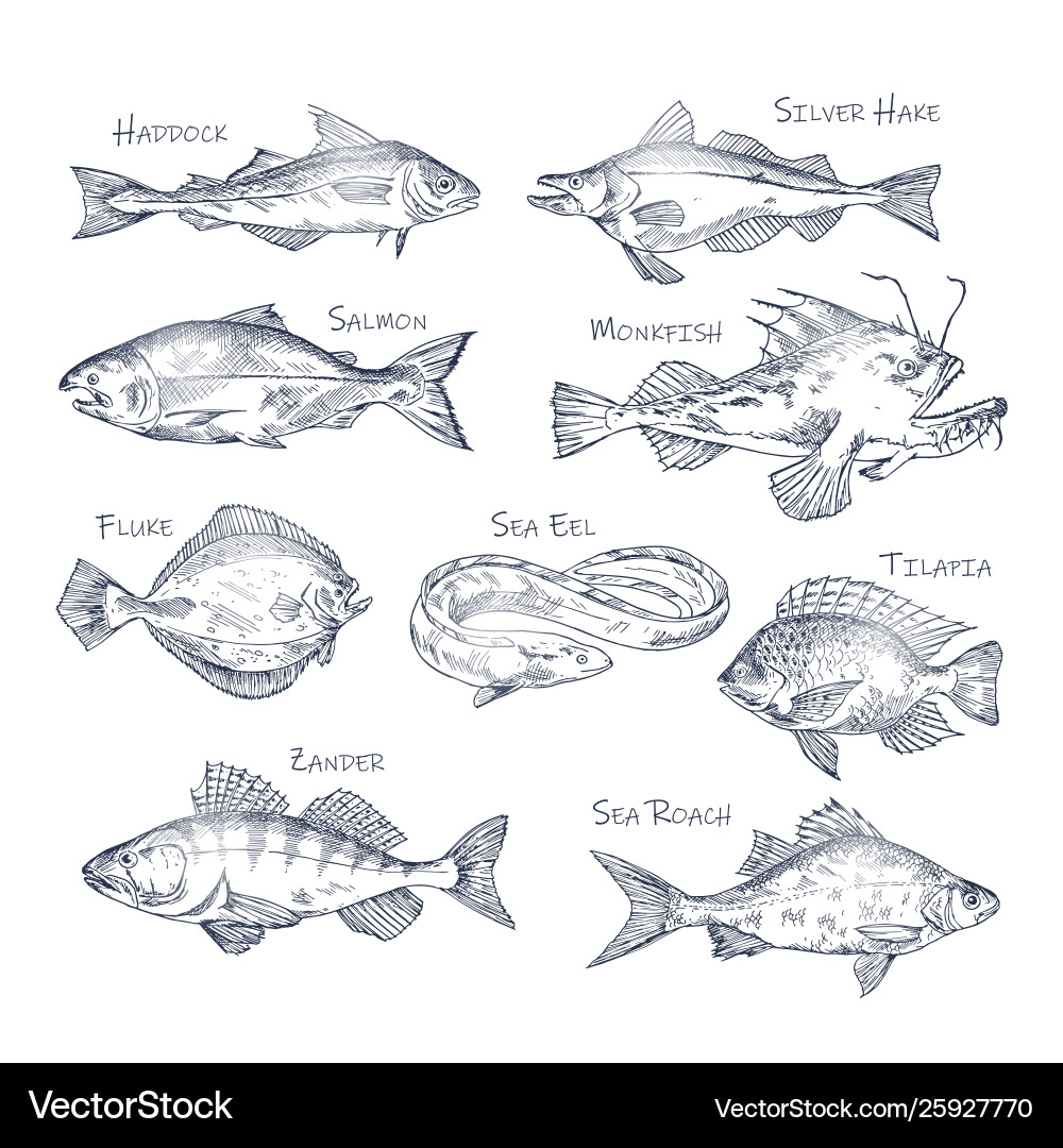 Set isolated river and ocean fish sketches Vector Image