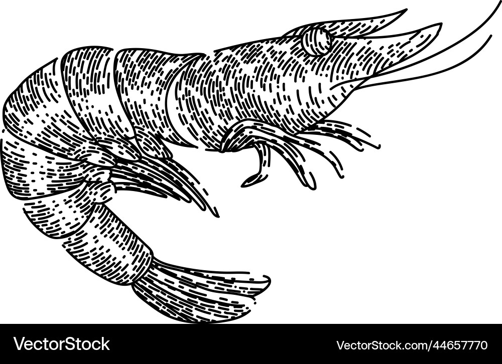 Shrimp king tiger sketch hand drawn Royalty Free Vector