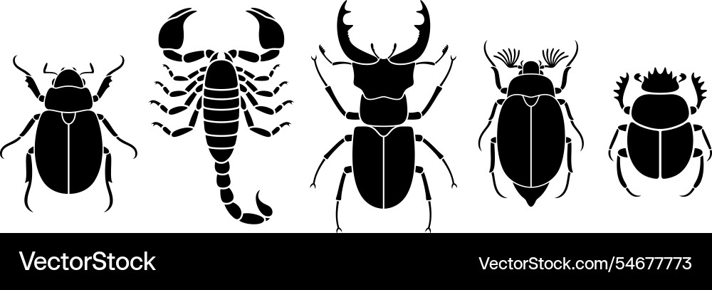 Beetle Royalty Free Vector Image - VectorStock