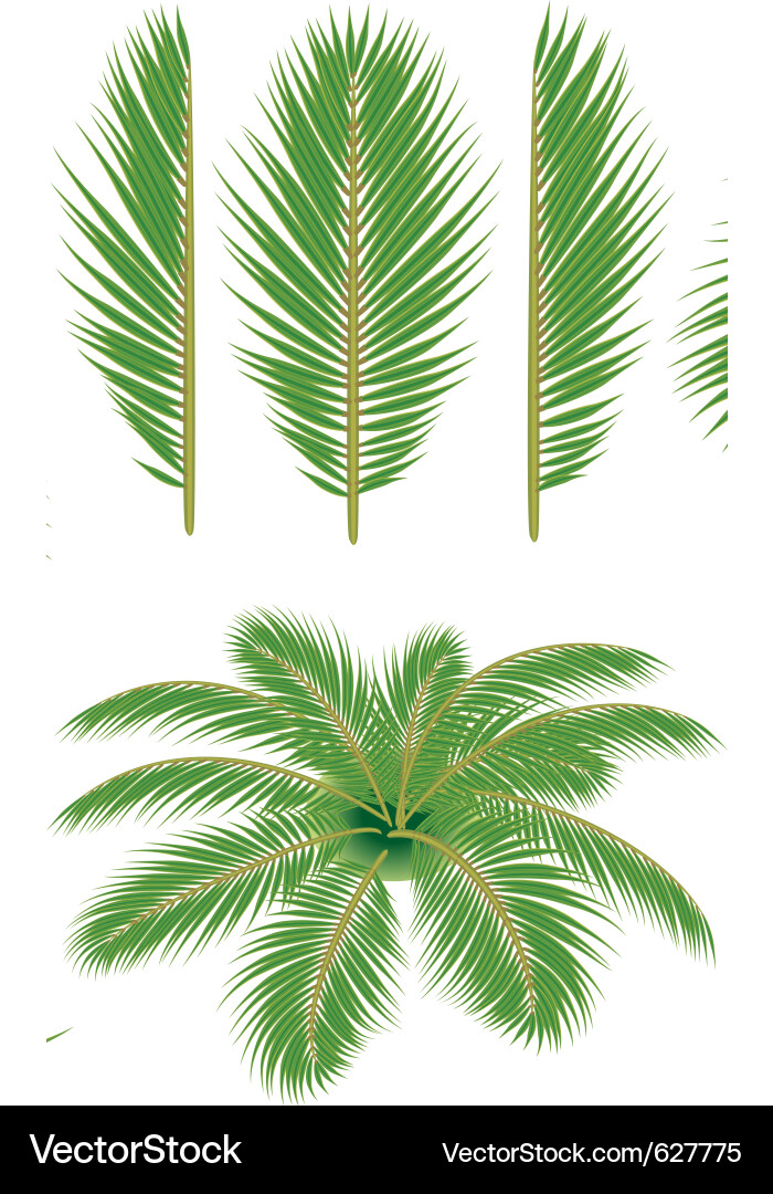 Palm leaves Royalty Free Vector Image - VectorStock