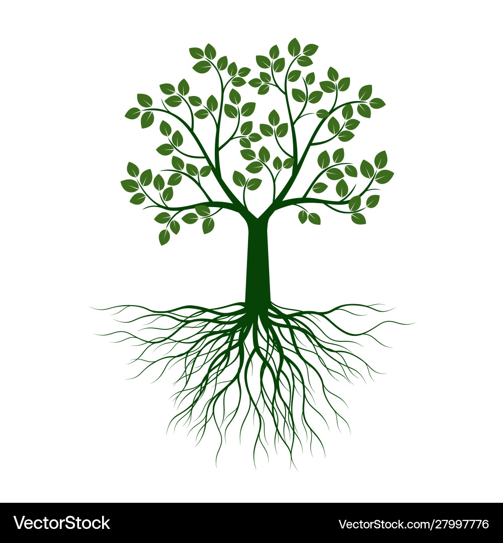 Green tree with leaves and roots outline Vector Image