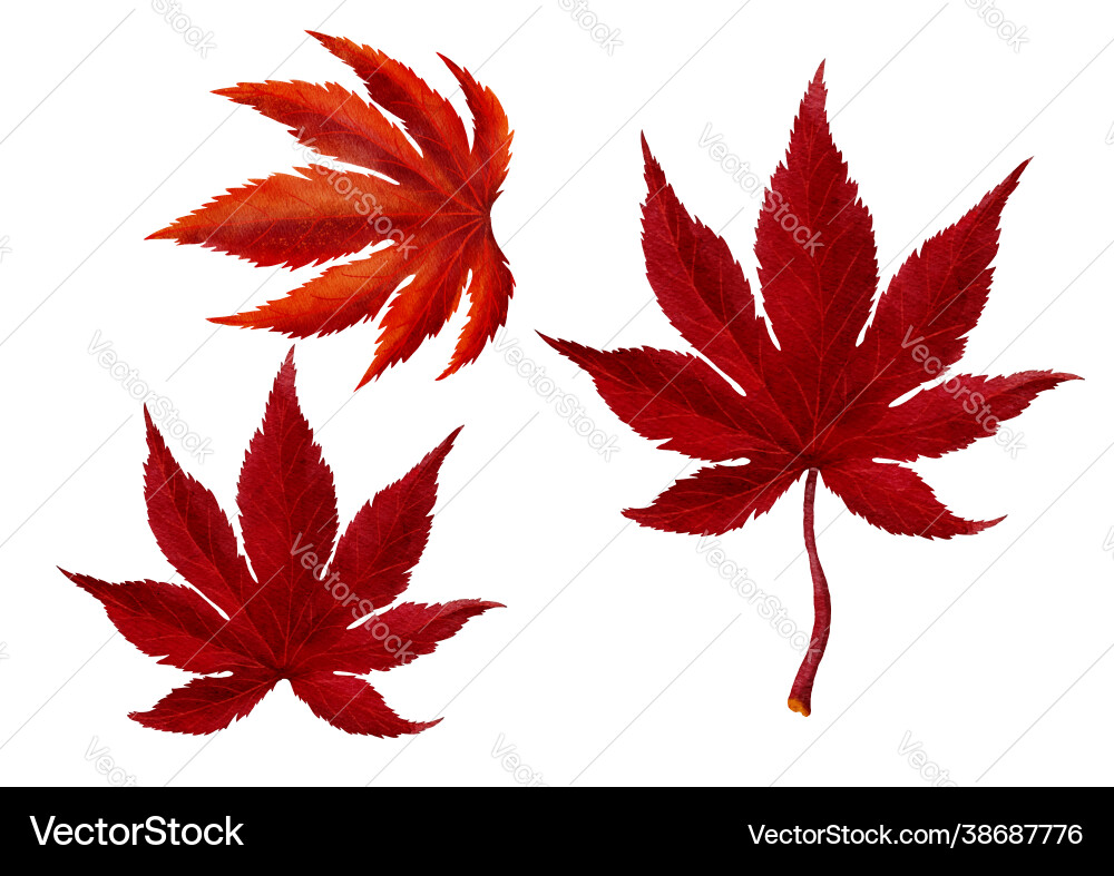 Maple Leaf Png Vector Images (83)