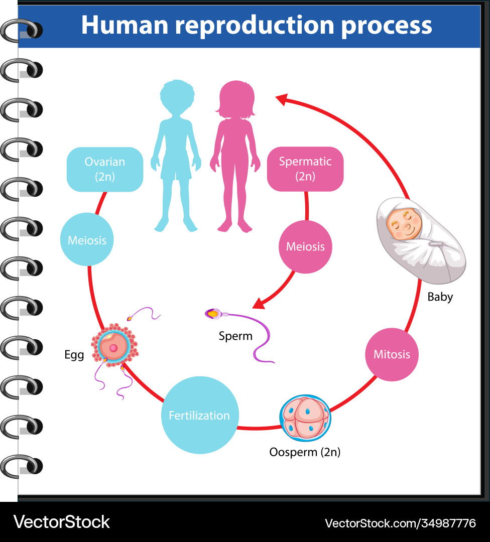Reproduction process human infographic Royalty Free Vector