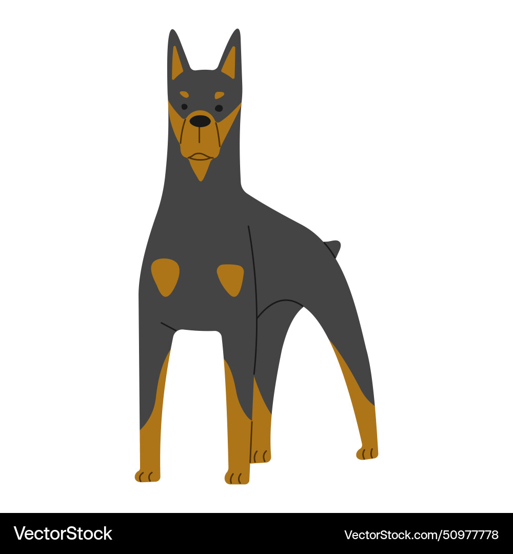 Doberman 1 Royalty Free Vector Image - VectorStock