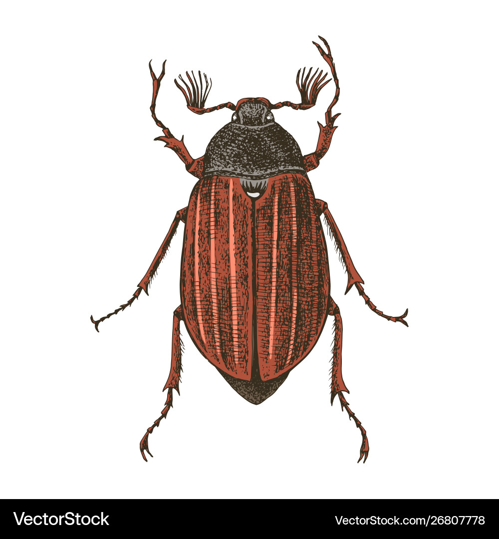 Hand drawn maybug Royalty Free Vector Image - VectorStock