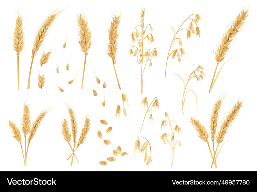 Oats and wheat mega set in flat design Royalty Free Vector