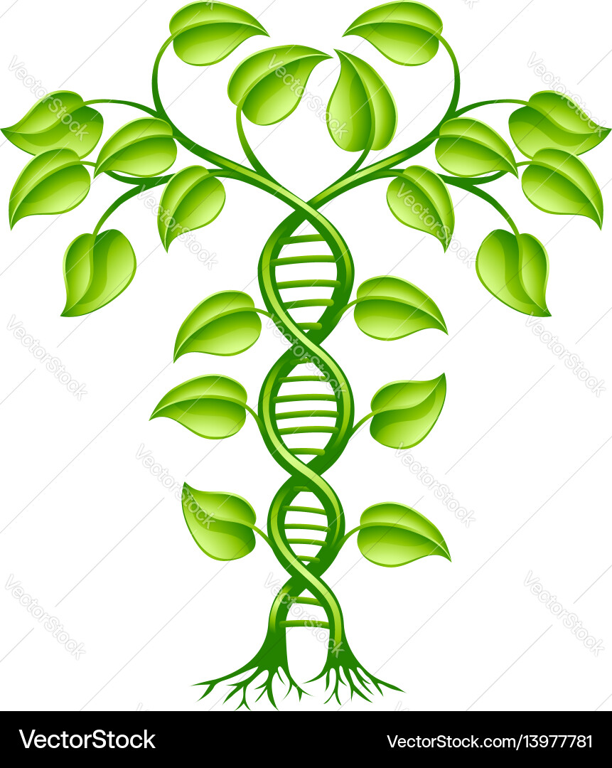 DNA Plant Genetic Concepts Royalty Free Vector Image