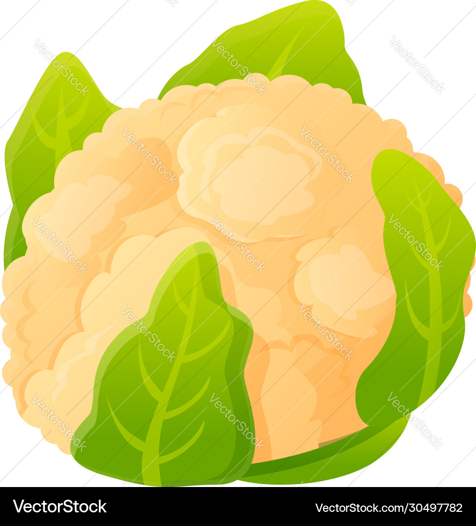 White green cabbage icon cartoon style Royalty Free Vector