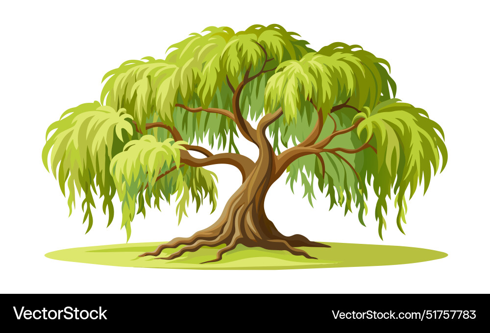 Willow tree isolated flat on white background Vector Image