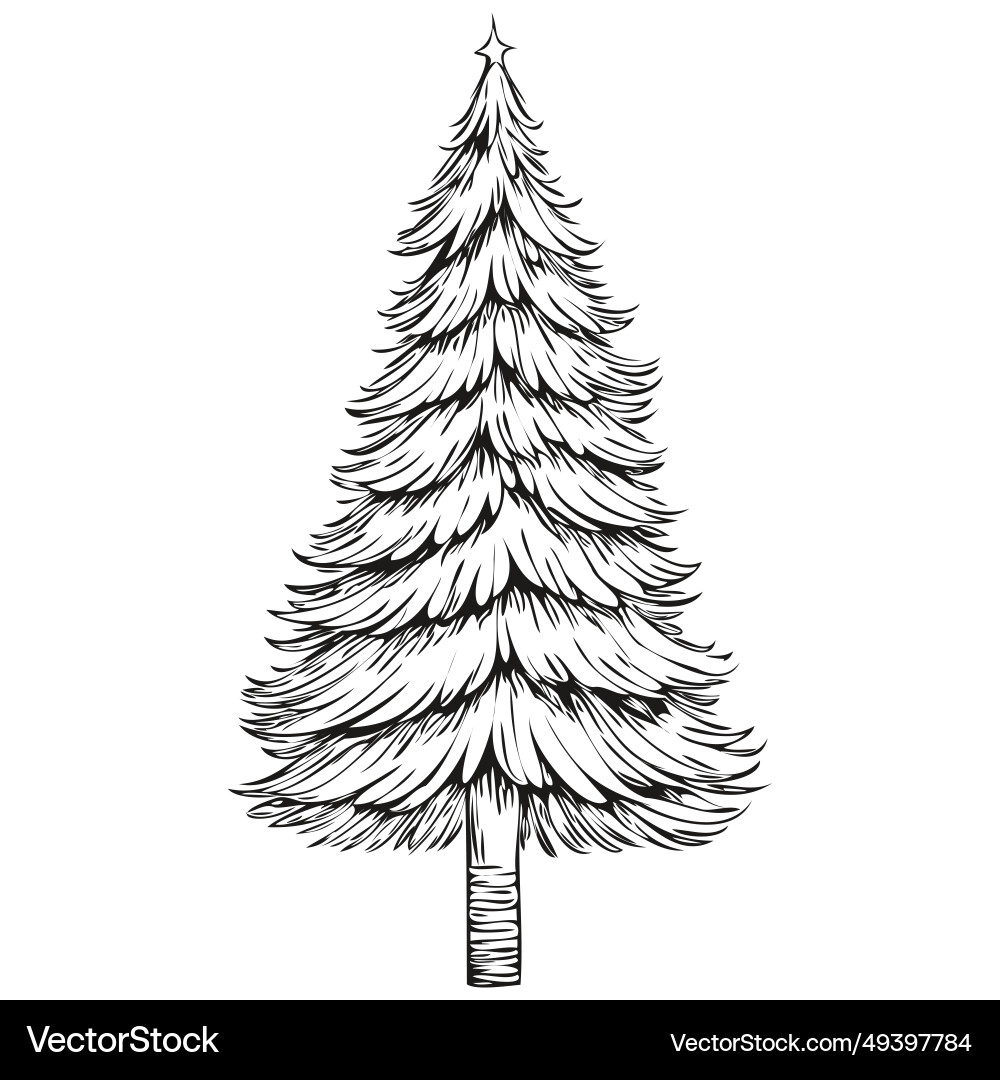 Christmas Tree Line Art Sketch Royalty Free Vector Image