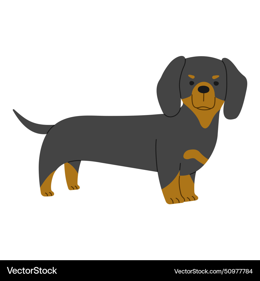 Dachshund 1 Royalty Free Vector Image - VectorStock