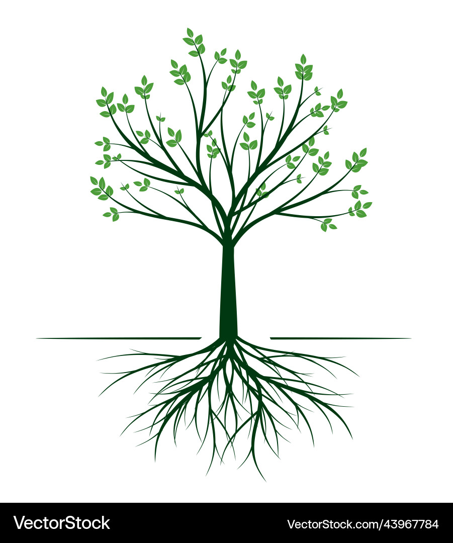 Green tree with roots outline Royalty Free Vector Image