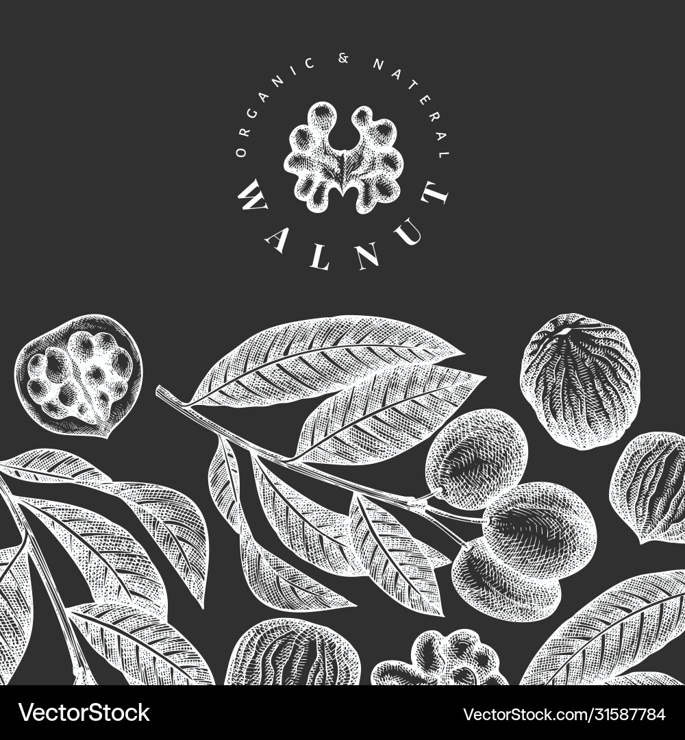 Hand drawn sketch walnut design template organic Vector Image