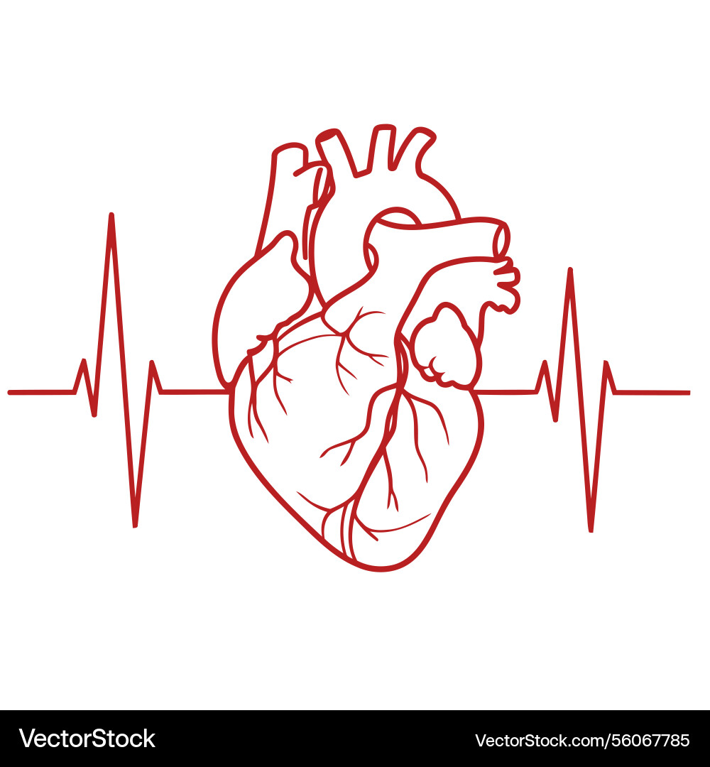 Anatomical heart with heartbeat line Royalty Free Vector