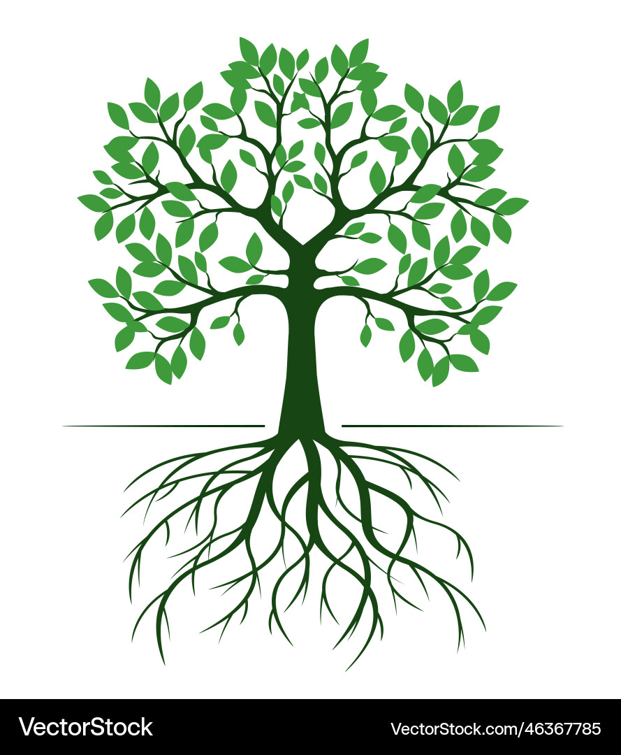 Shape of green tree with leaves and roots Vector Image