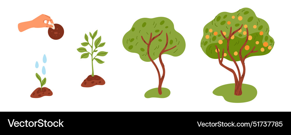 Tree growth life cycle growing stages from Vector Image