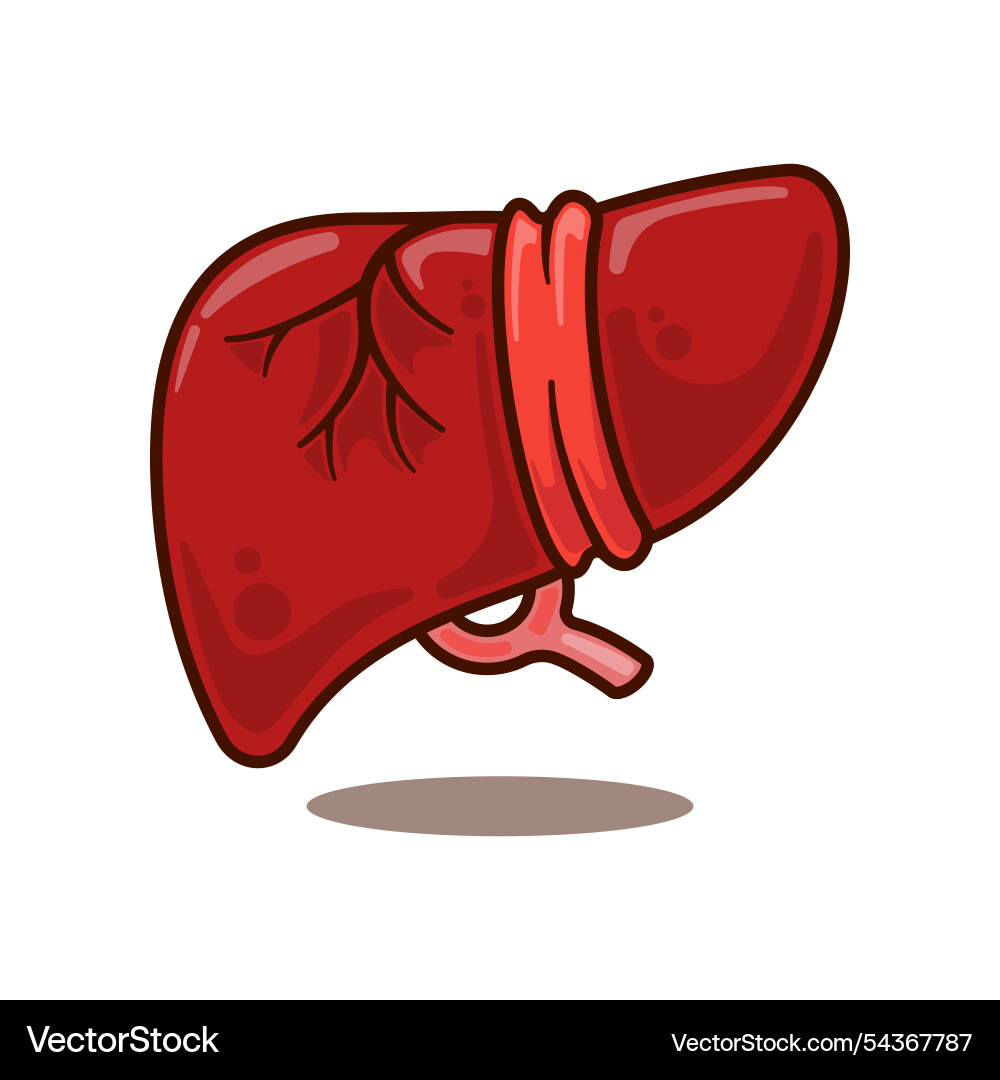 Human liver cartoon Royalty Free Vector Image - VectorStock