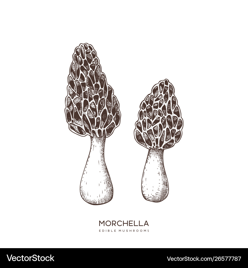 Morel mushroom hand drawn food drawing Royalty Free Vector