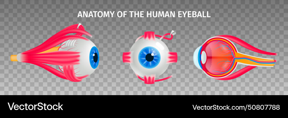 Human eye anatomy transparent set with vision Vector Image