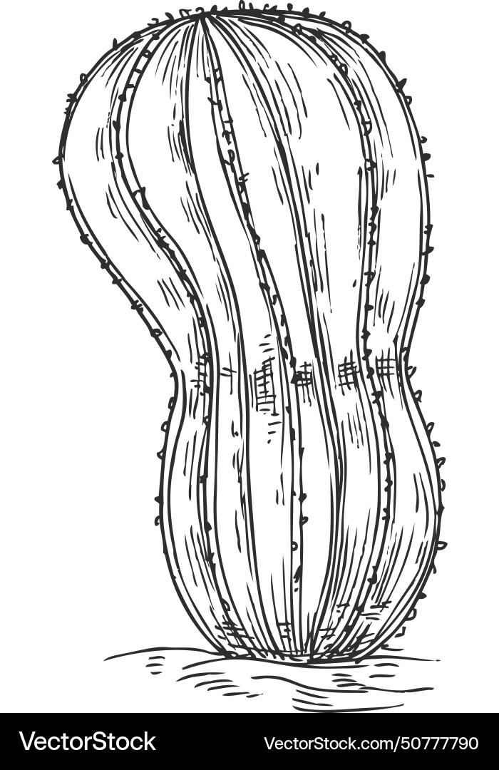 Cactus sketch hand drawn desert succulent plant Vector Image