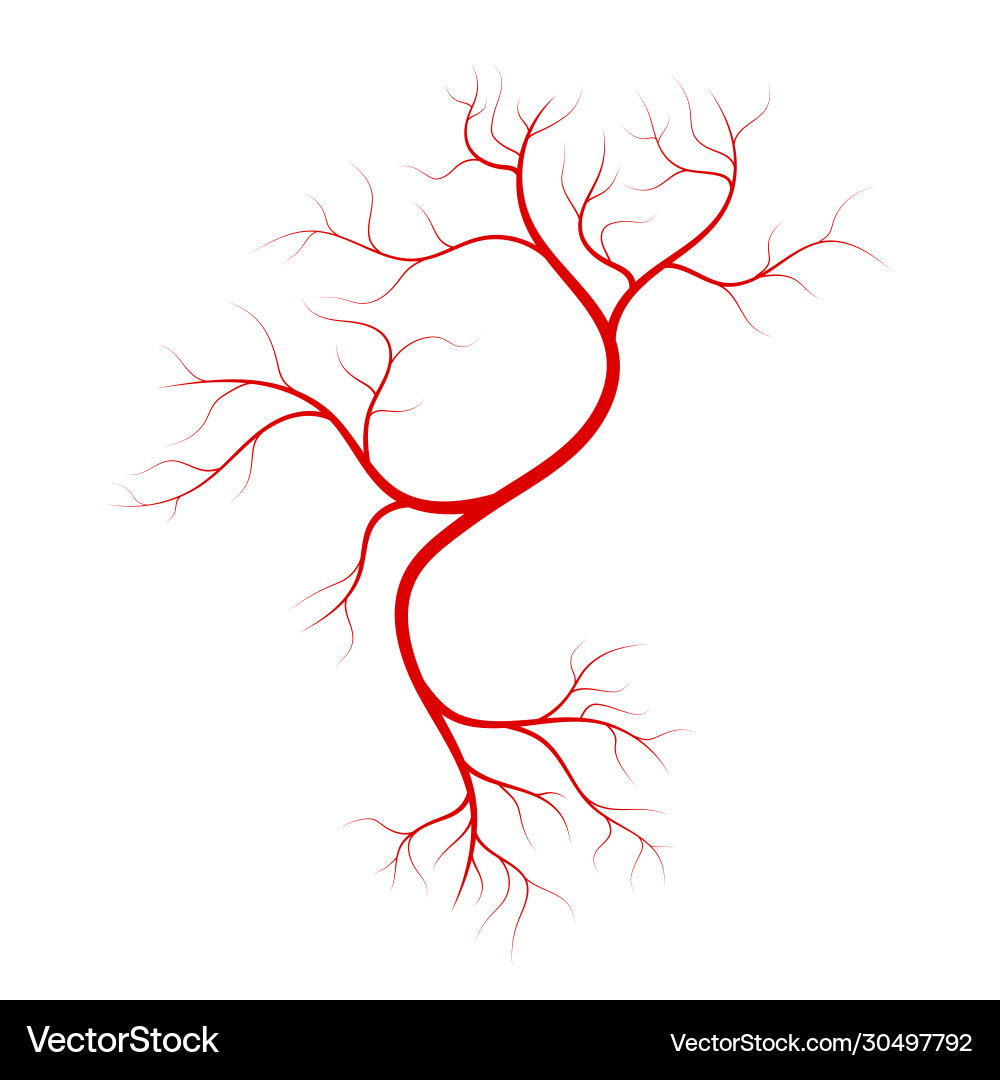 Red veins Royalty Free Vector Image - VectorStock