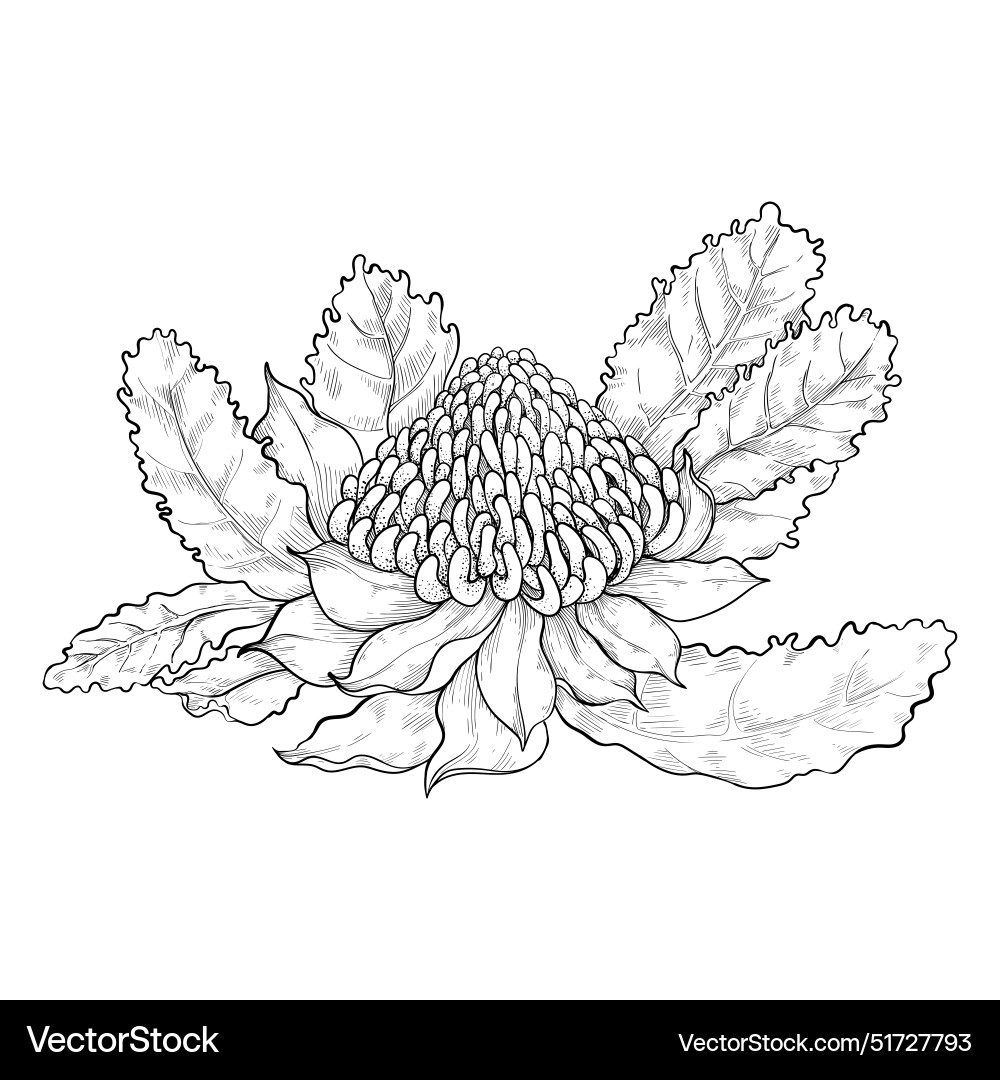Australian waratah plants local native herbs Vector Image