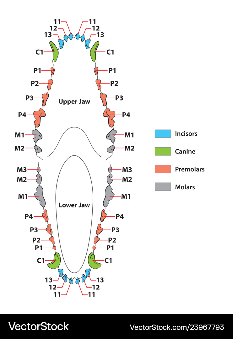 Construction of a dogs teeth dental Royalty Free Vector