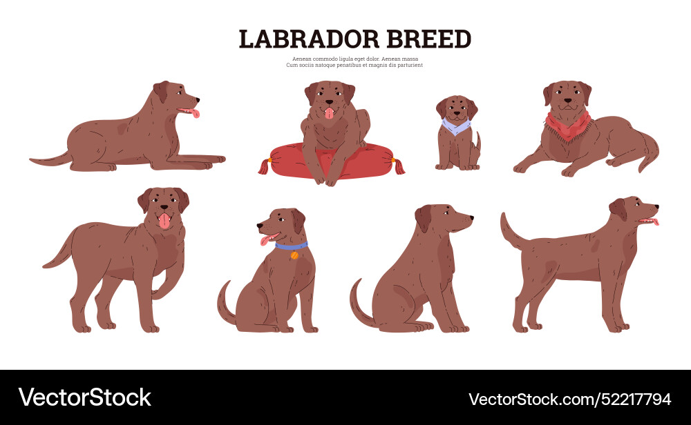 Labrador Abrufer in verschiedenen Posen Set Cartoon