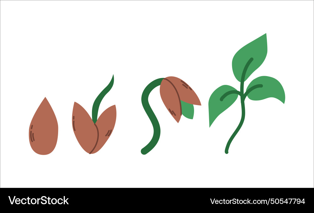 Sprouting seed plant growth drawing this can Vector Image
