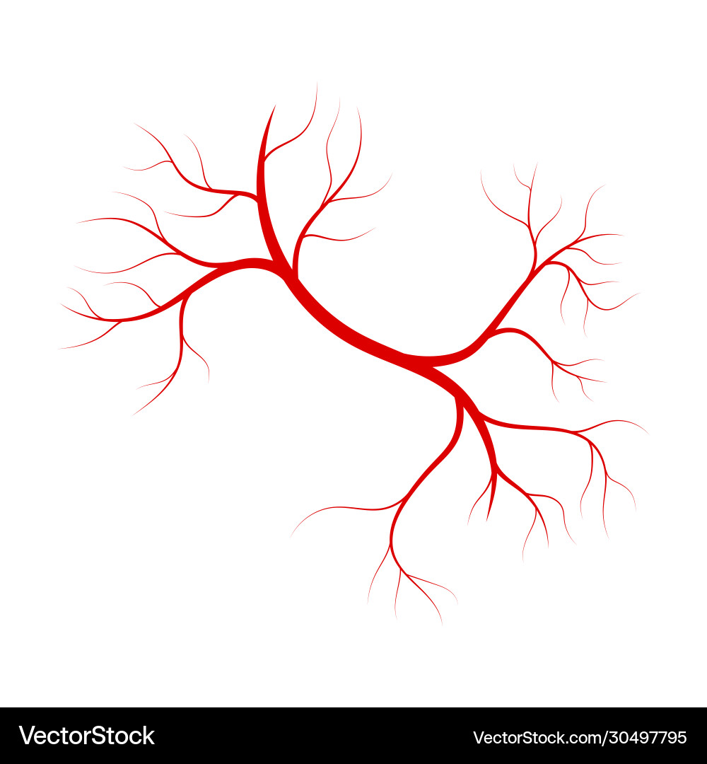 Red veins Royalty Free Vector Image - VectorStock