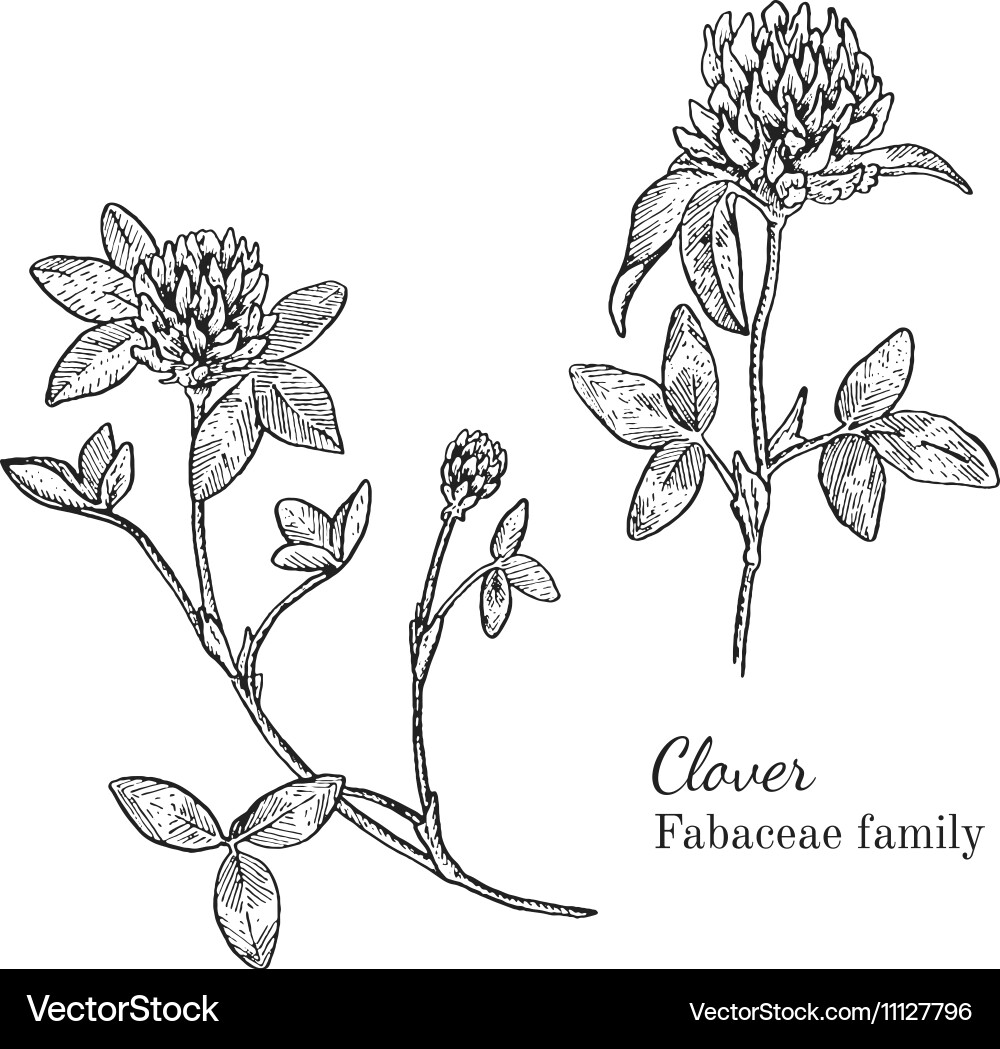 Ink clover hand drawn sketch Royalty Free Vector Image