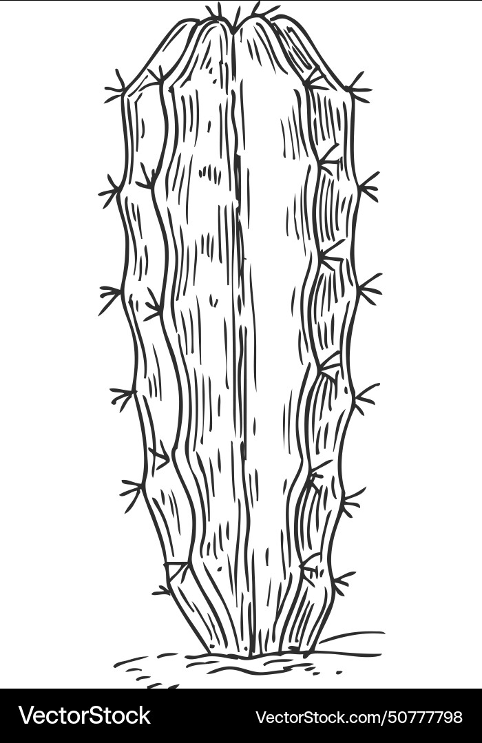 Desert cactus sketch hand drawn cacti plant Vector Image