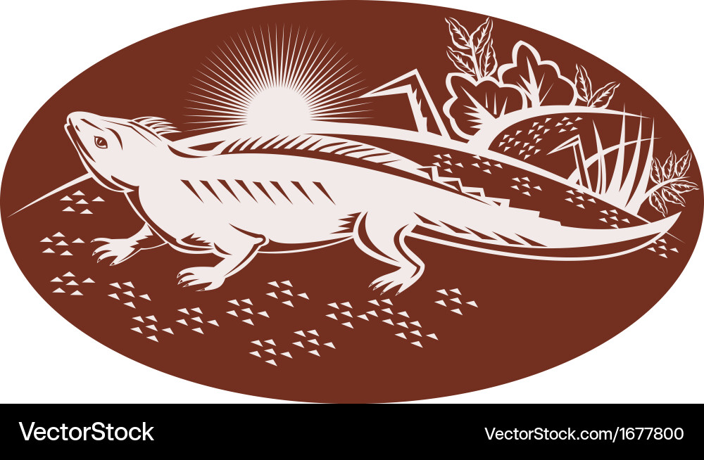 New zealand tuatara Royalty Free Vector Image - VectorStock