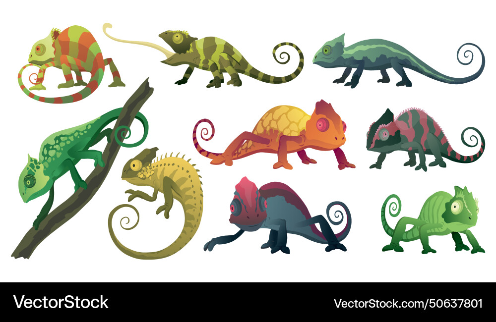 Chameleon lizards reptiles with curved tail Vector Image