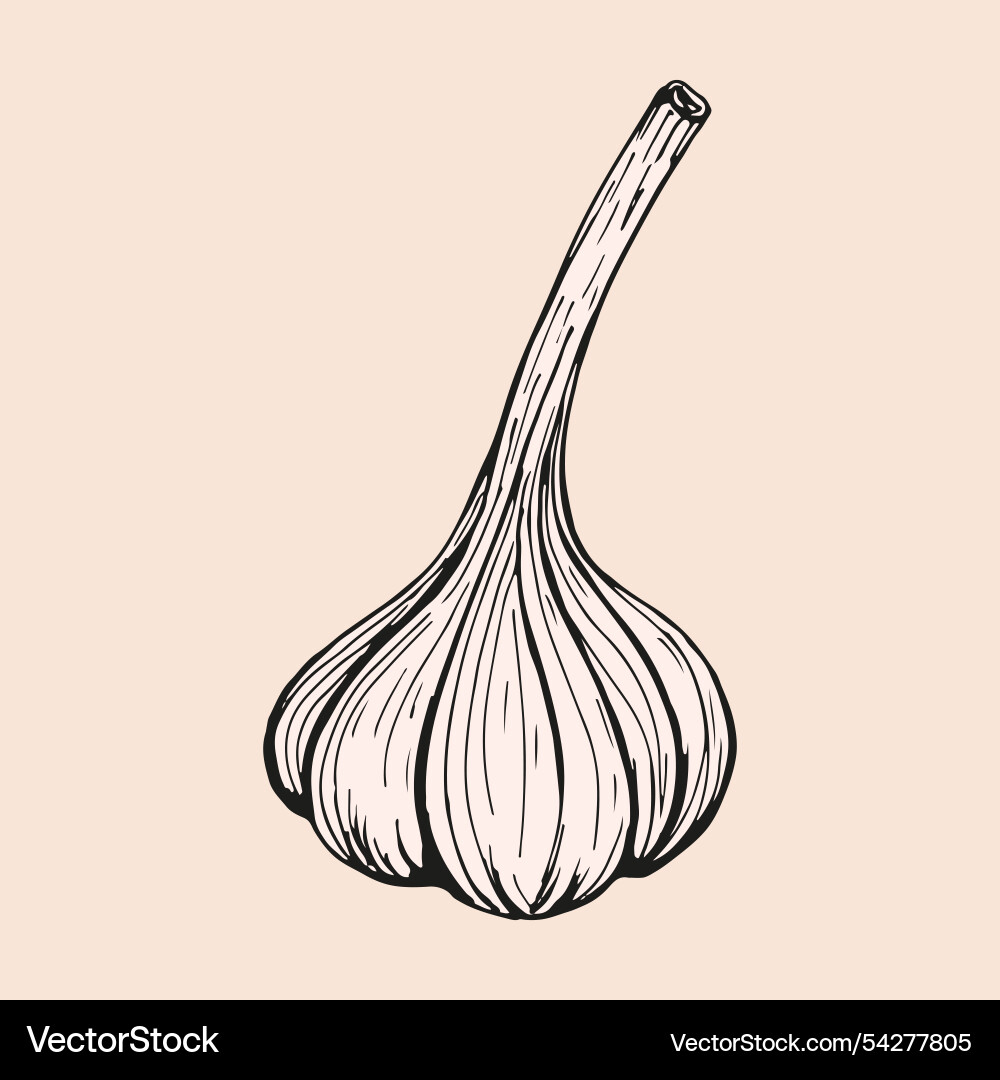 Garlic sketch outline simple doodle drawing Vector Image