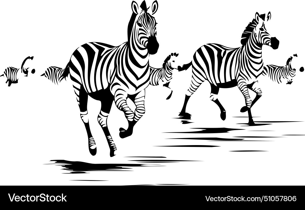 Zebra and running on a white background Royalty Free Vector