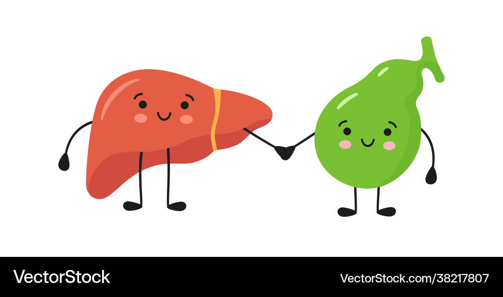 Healthy happy smiling liver and gallbladder Vector Image