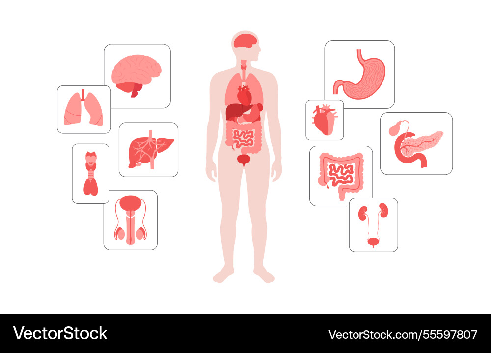 Human internal organs Royalty Free Vector Image