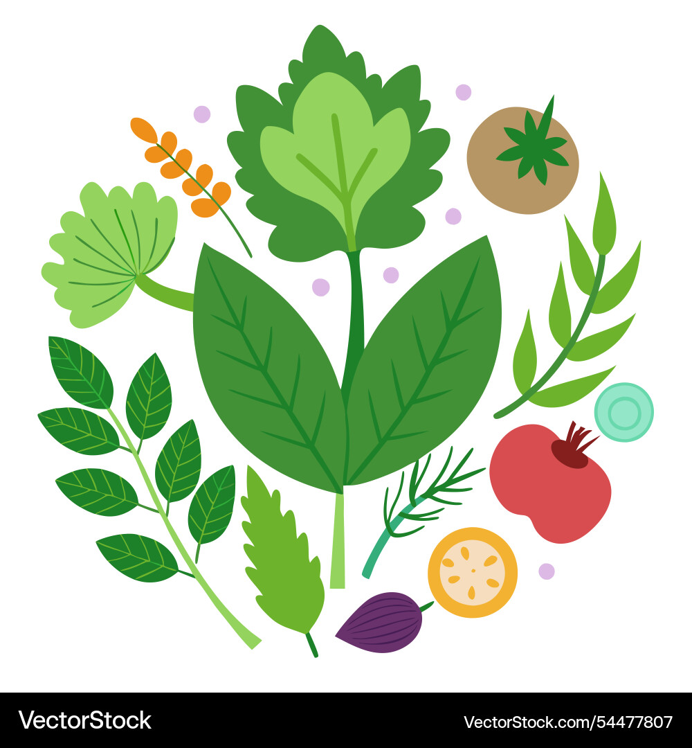 Natural herbs silhouette collection botanical set Vector Image