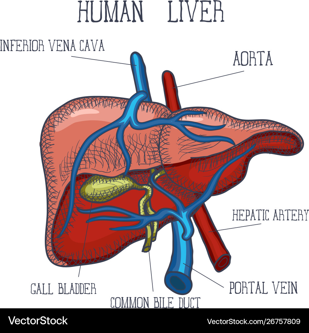 Ketch Tinte menschliche Leber Hand gezogen Doodle Stil