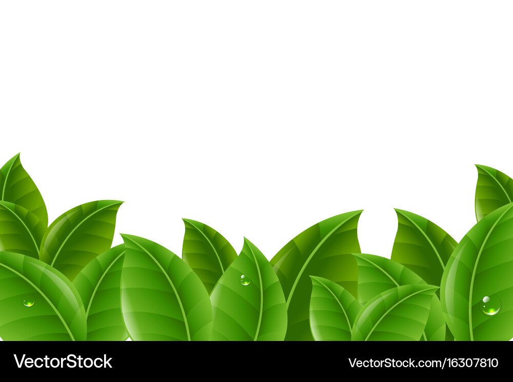 Green leaves border Royalty Free Vector Image - VectorStock