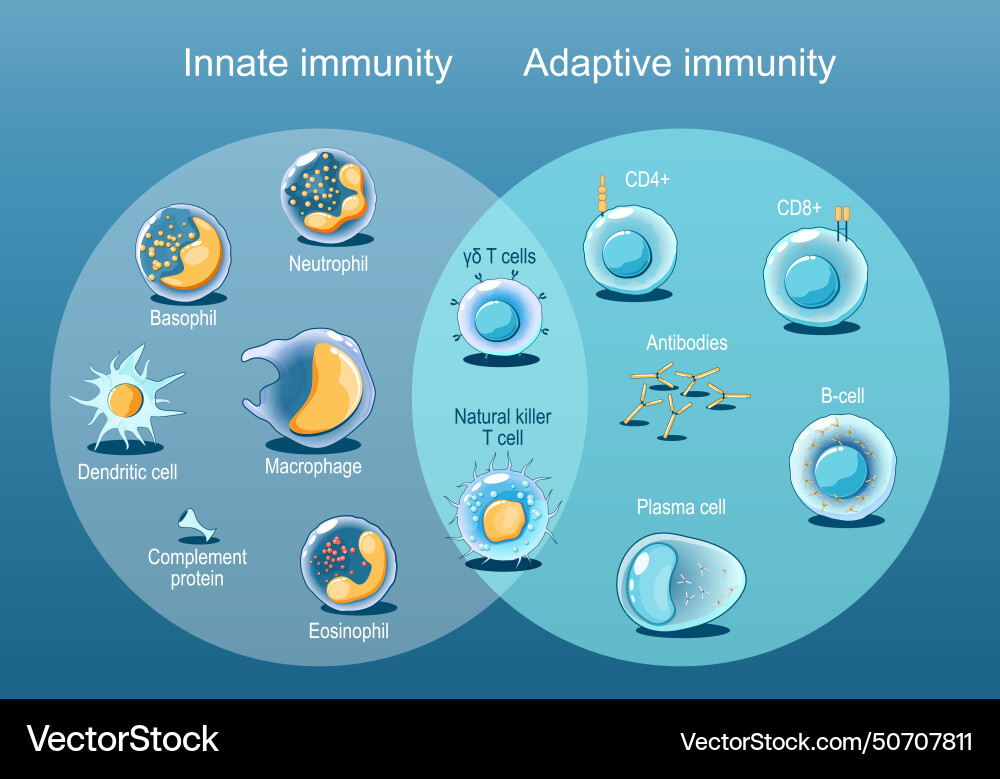 Adaptive And Innate Immunity Cells Of The Immune Vector Image