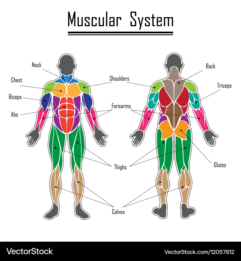 Human Muscular System Anatomy Royalty Free Vector Image