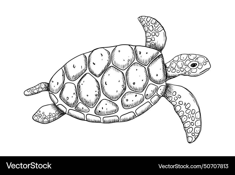 Swimming engraving sea turtle sketch isolated Vector Image