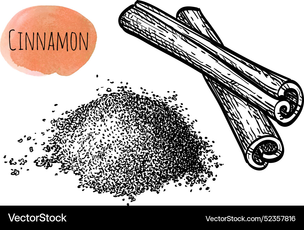 Cinnamon ink sketch Royalty Free Vector Image - VectorStock