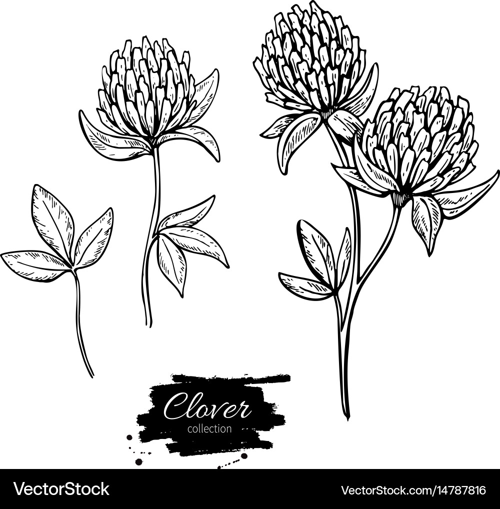 Clover flower drawing set isolated wild Royalty Free Vector