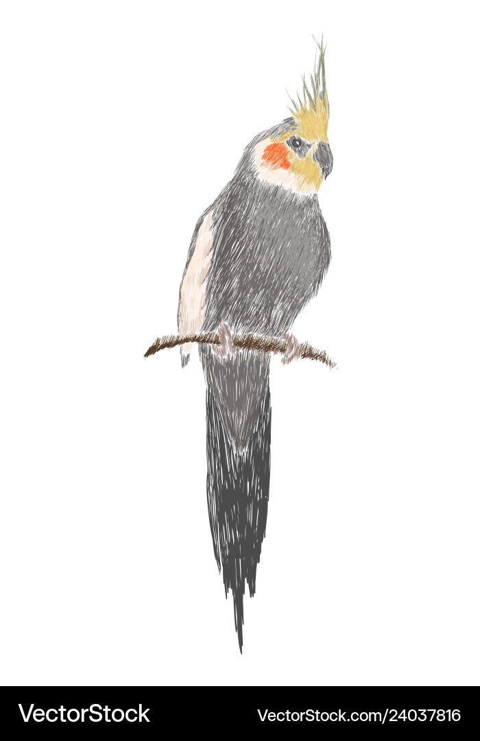 Cocktail gray bird handdraw Royalty Free Vector Image